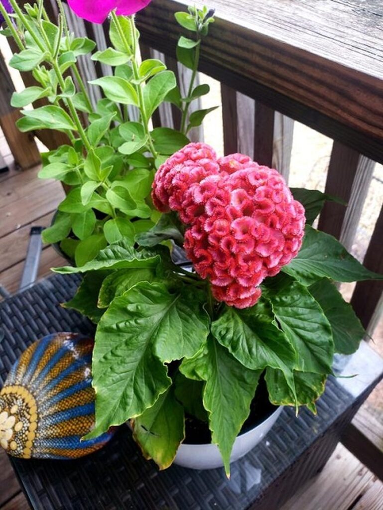 19 Exotic Plants That Look Like Brain