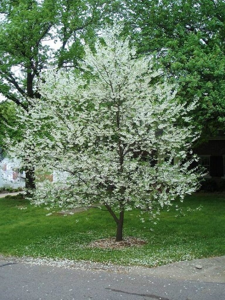 43 Must-Known Trees That Start With S