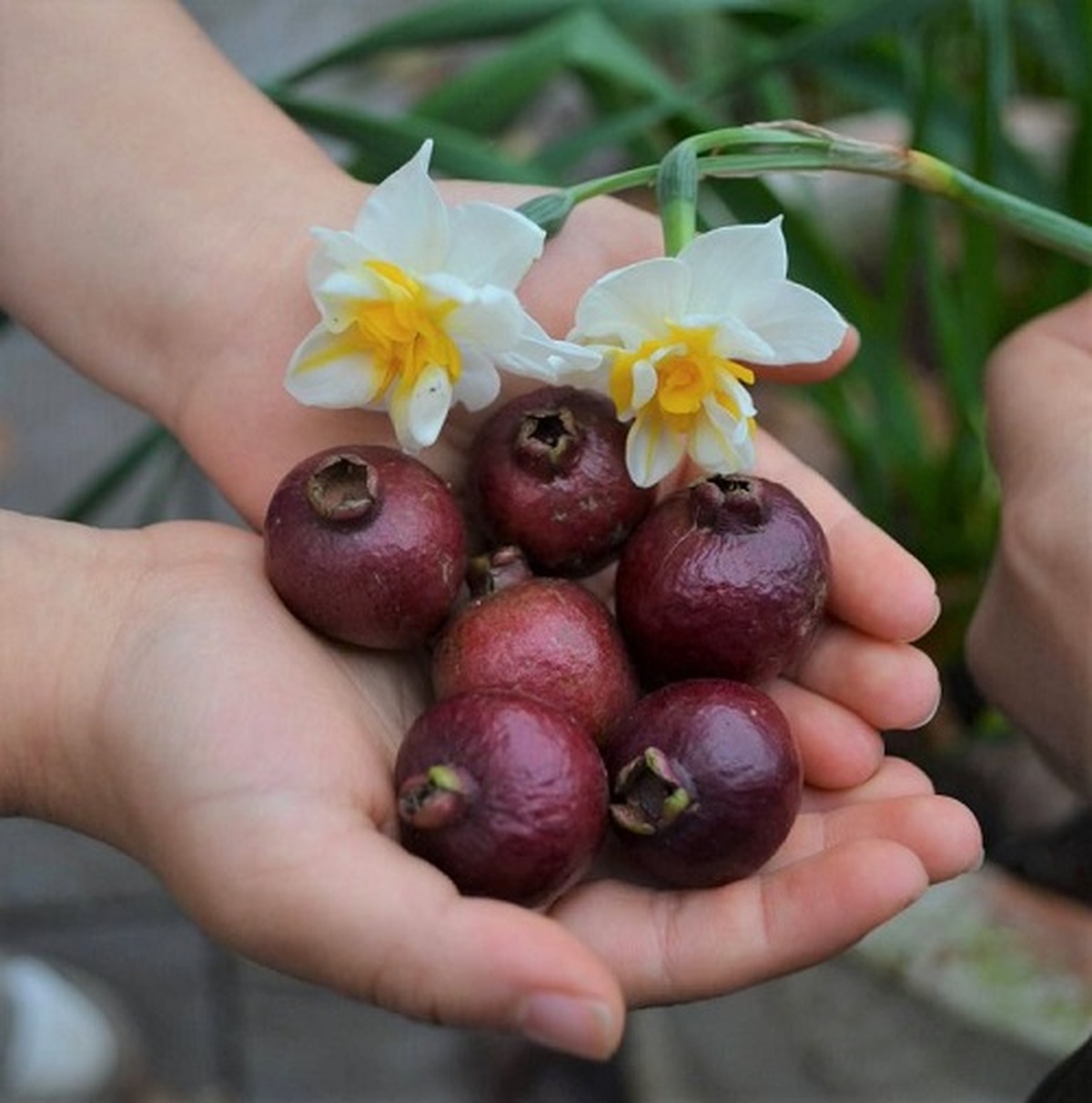 9 Delicious Red and Pink Guava Varieties to Try Today