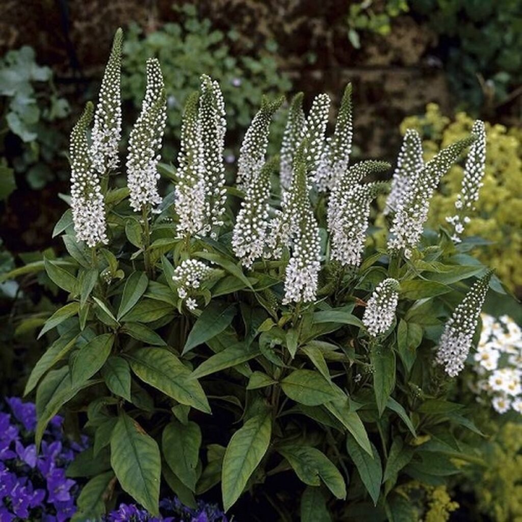 22 Beautiful Cone Shaped Flowers That Brighten Any Garden