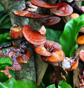 22 Delicious Edible Mushrooms that Grow on Trees to Try Today