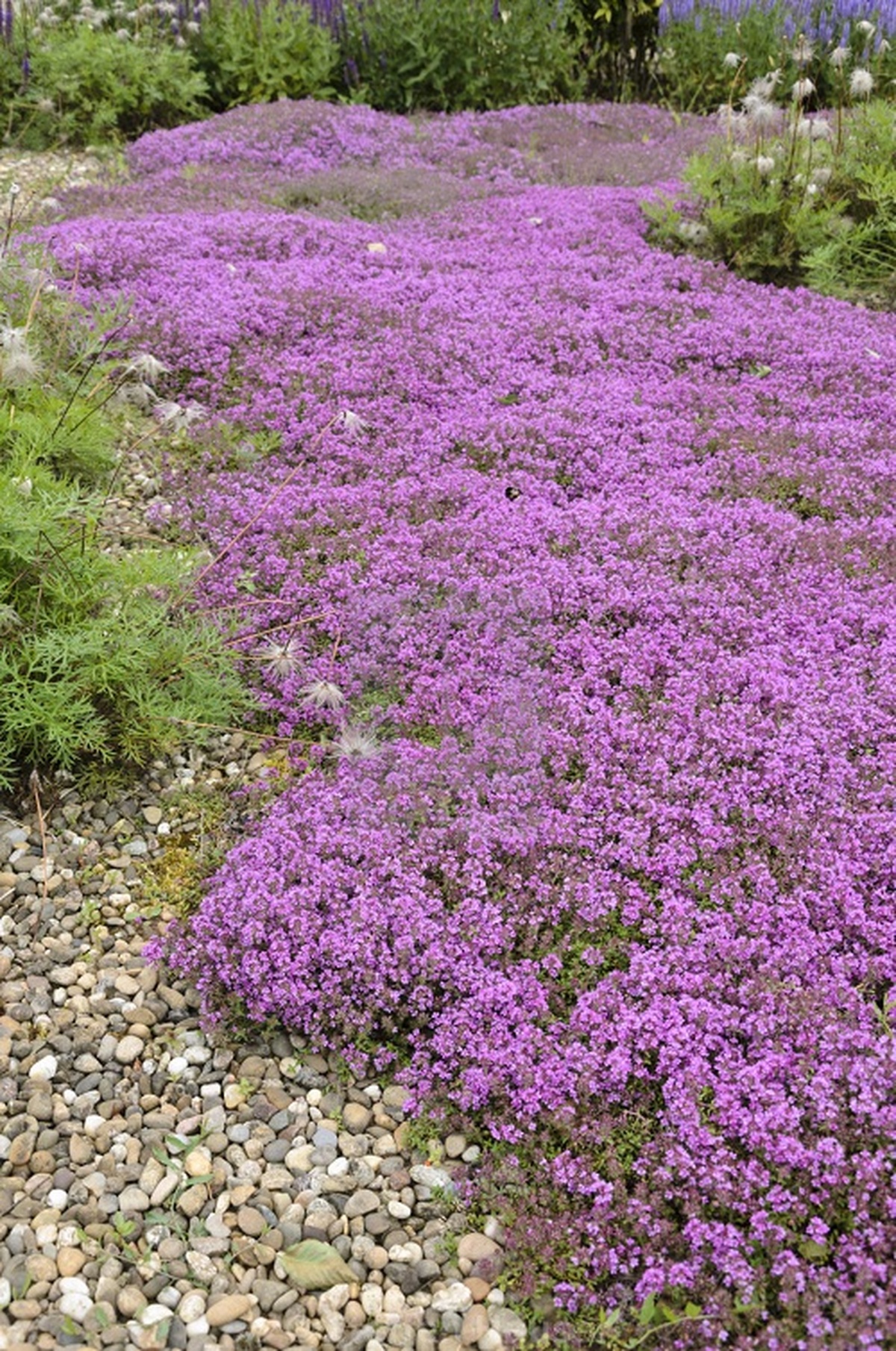 14 Amazing No Mow Lawn Alternative Ideas That Really Work