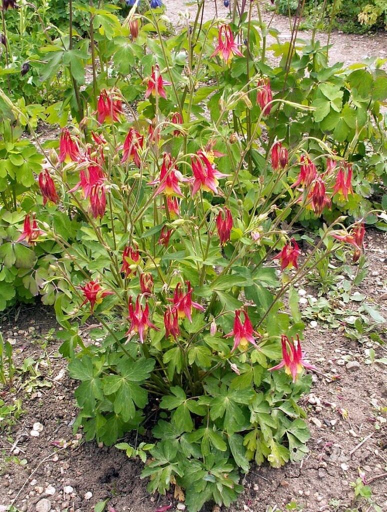 15 Gorgeous Chicago Native Plants for Your Enchanting Garden