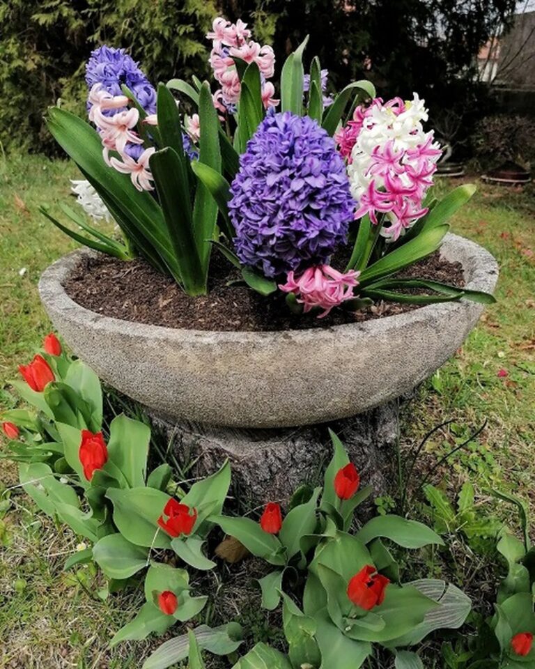 22 Beautiful French Flowers To Brighten Up Your Garden Today