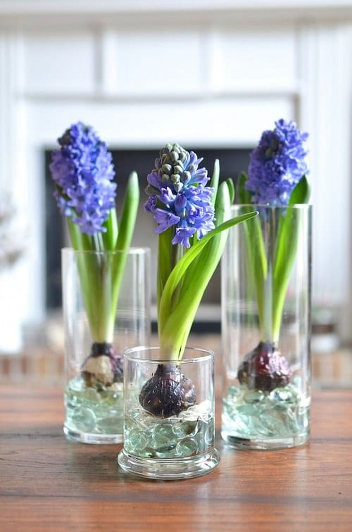 10 Beautiful Water Flowers for Containers and Vases