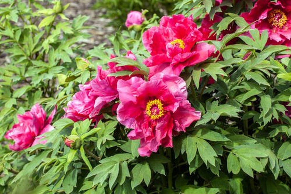 15 Stunning Types of Purple Peony Varieties to Adore