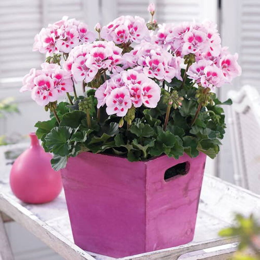 21 Lovely White Geranium Types to Brighten Your Garden