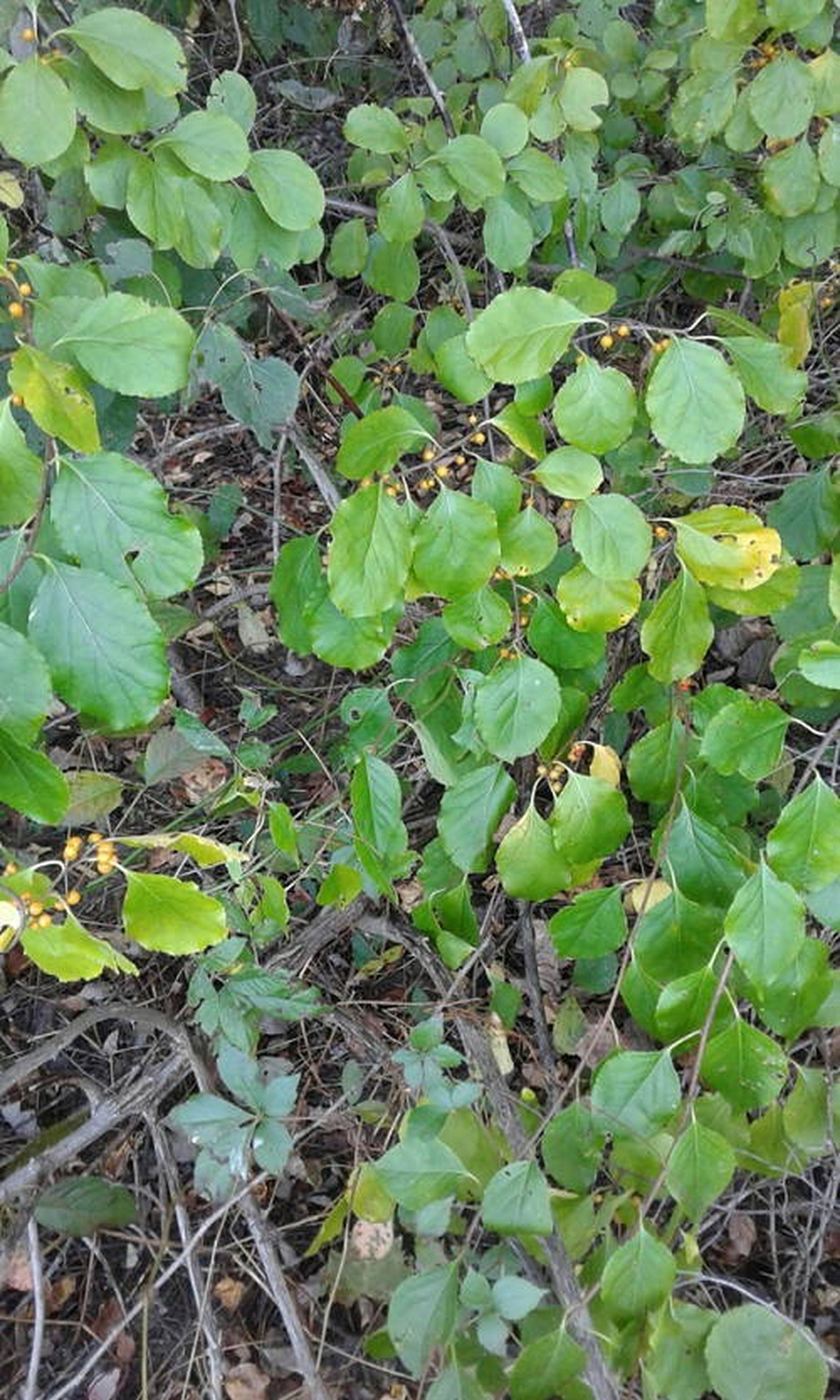 13 Most Invasive Plants: Remove These Garden Troublemakers Now