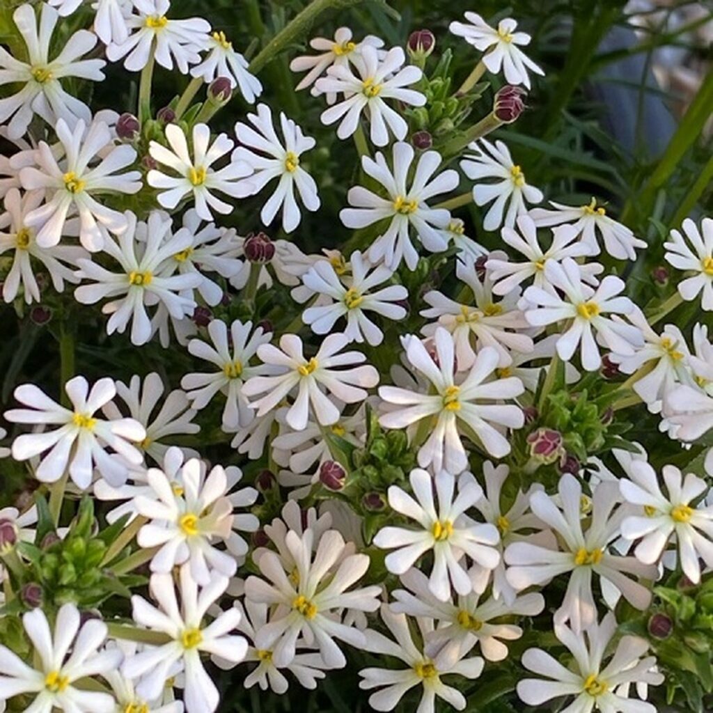 18 Enchanting Night-Blooming Flowers That Light Up the Dark