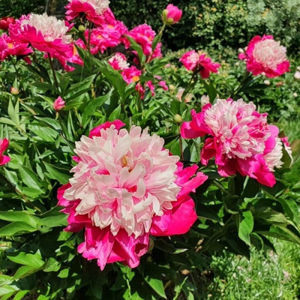 55 Gorgeous Pink Peony Varieties That Bloom Beautifully