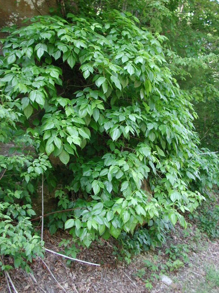 26 Fascinating Milky Sap Plants Every Garden Lover Should Know