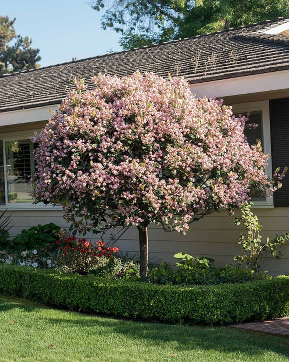 11 Gorgeous Indian Hawthorn Varieties for Your Dream Garden