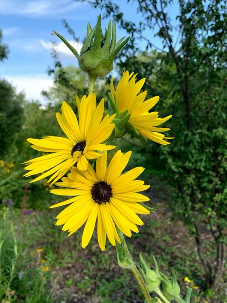 18 Beautiful Daisy-Like Flowers That Brighten Any Garden