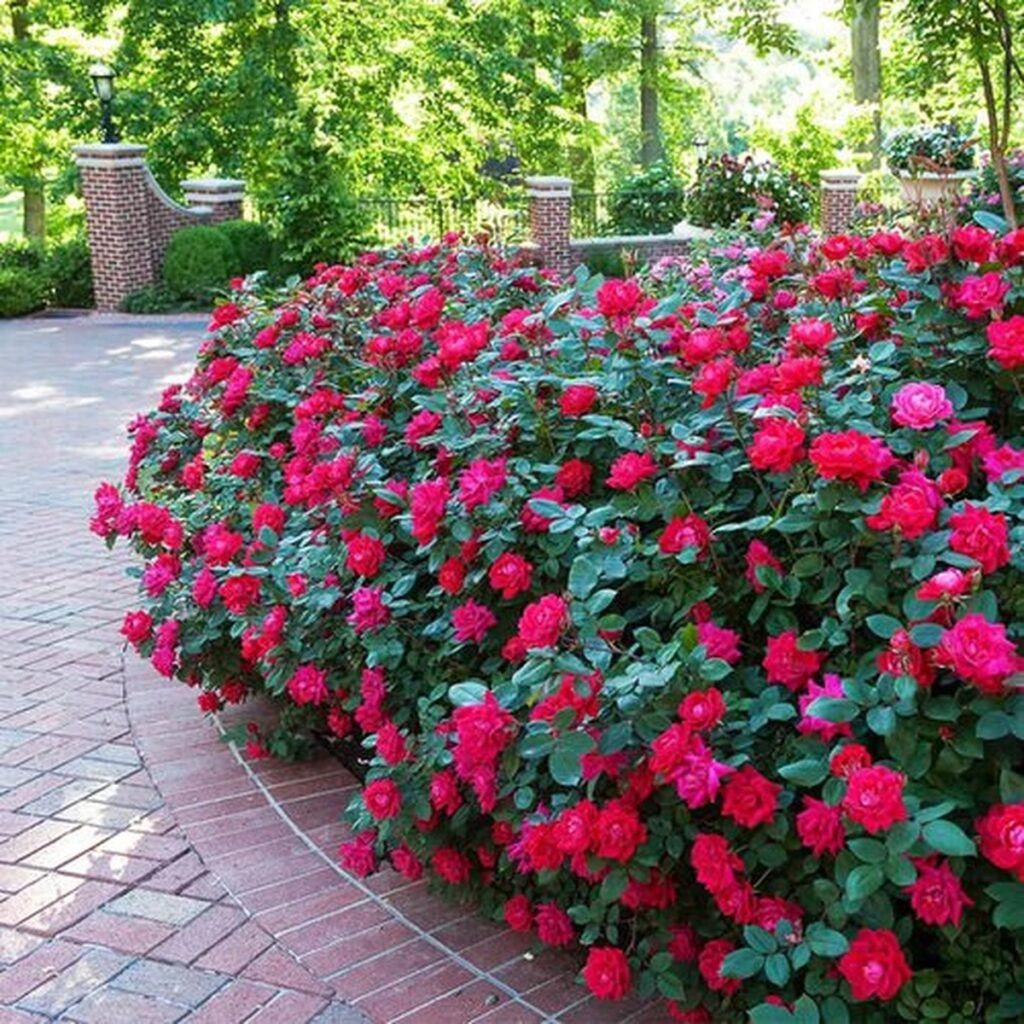 26 Beautiful Shade Tolerant Roses for Your Garden Hideaway