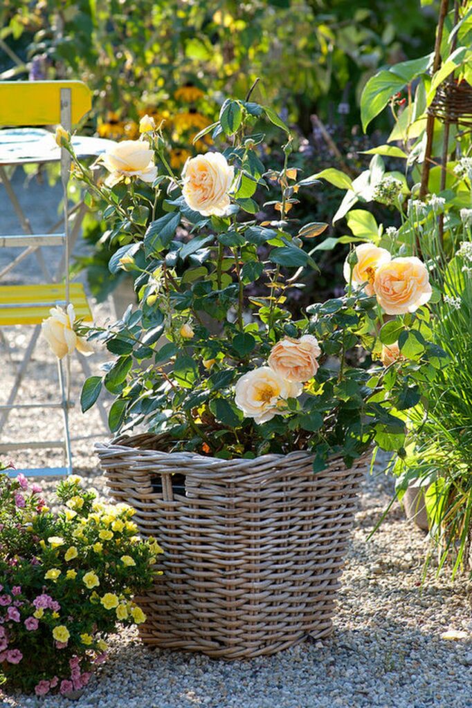 35 Gorgeous Pictures of Roses in Pots That Will Inspire You