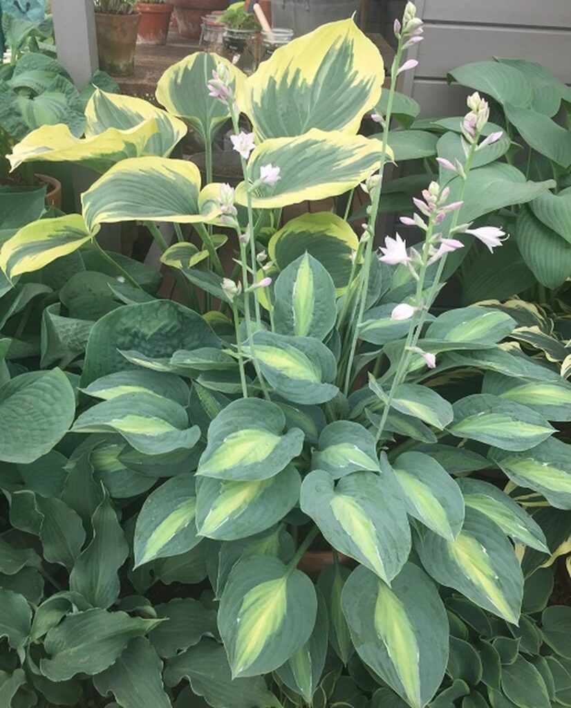 25 Stunning Purple Hostas To Brighten Your Garden Space