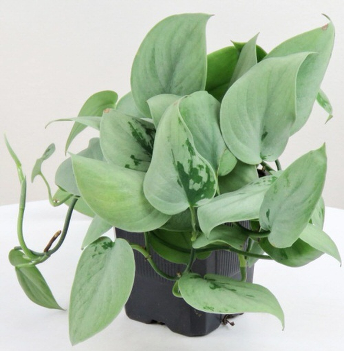 9 Stunning Pothos Varieties With Large Leaves To Brighten Any Home