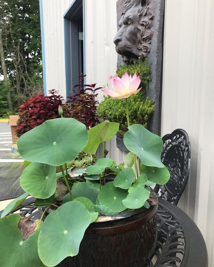 18 Enchanting Asian Flowers That Transform Any Garden