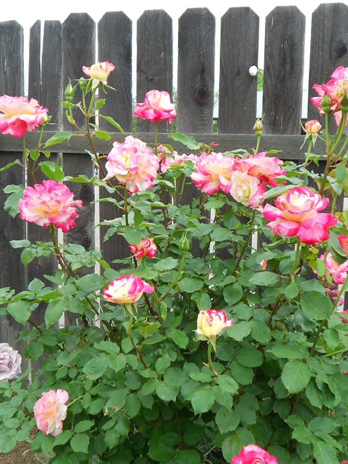 12 Ideal Long Stem Roses to Beautify Your Garden