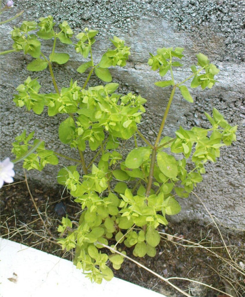 26 Fascinating Milky Sap Plants Every Garden Lover Should Know