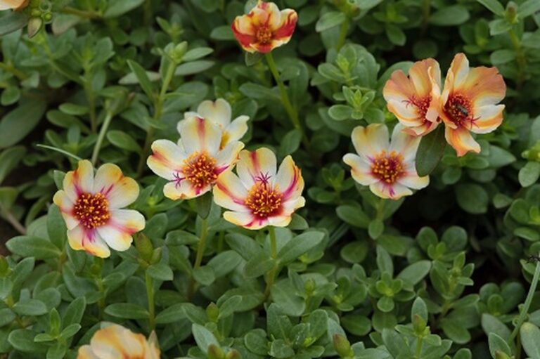 29 Stunning Portulaca Varieties That Brighten Every Garden