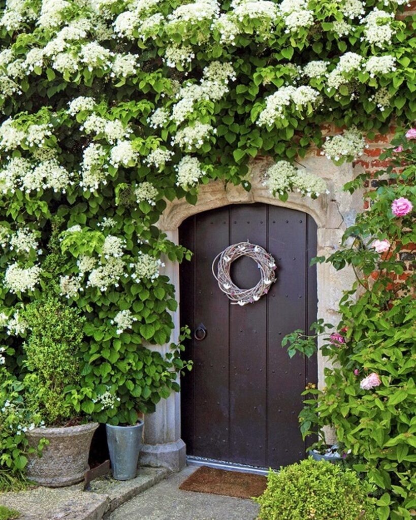 15 Amazing Low Light Outdoor Vines That Thrive in Shade