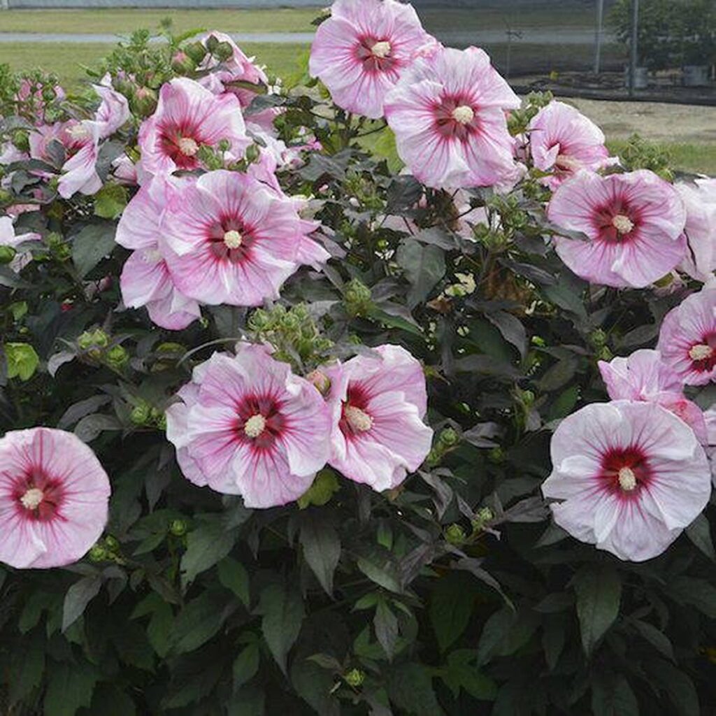 31 Stunning Types of Hibiscus: Explore Beautiful Varieties