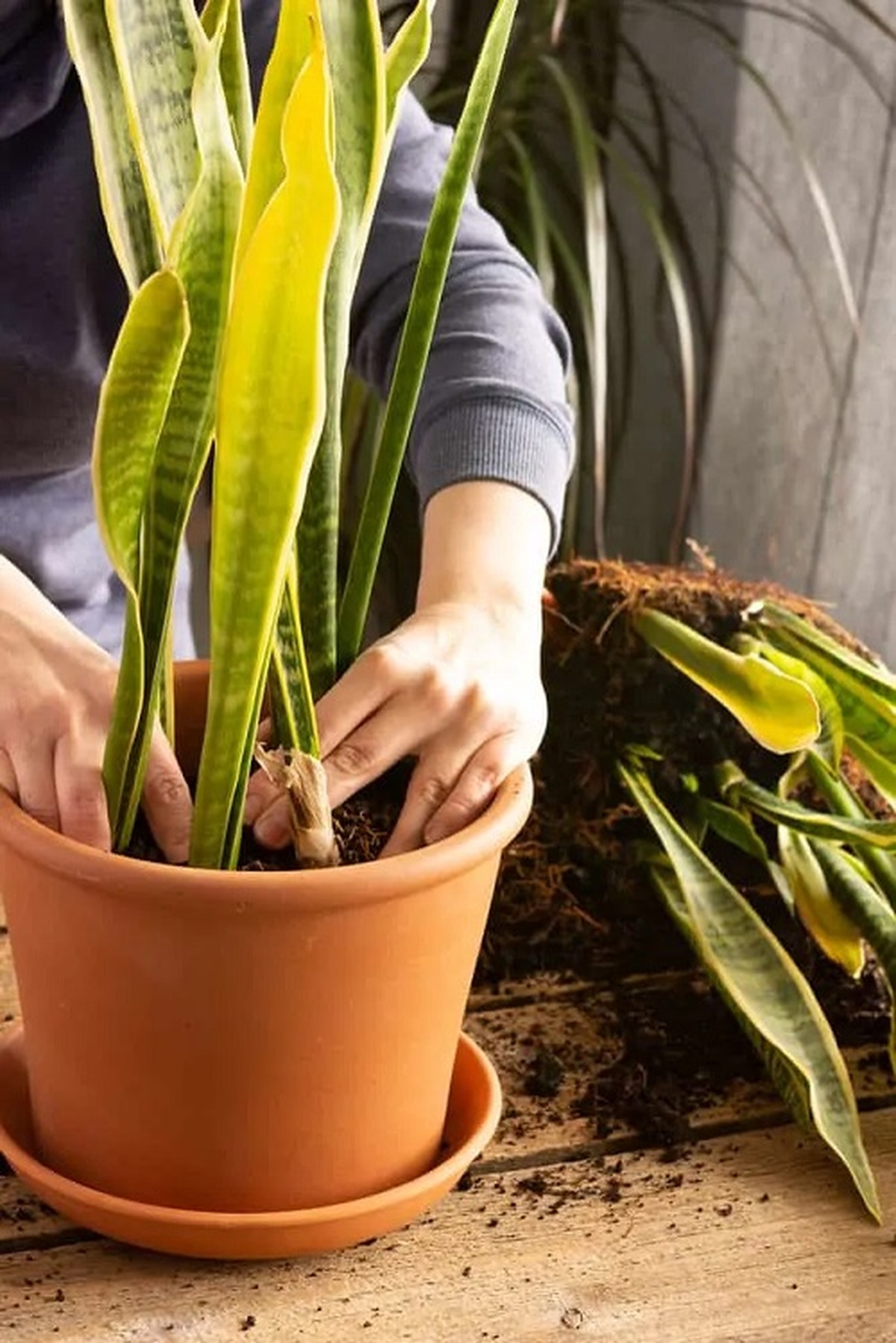 11 Delightful Houseplants to Prune and Regrow in the Same Pot