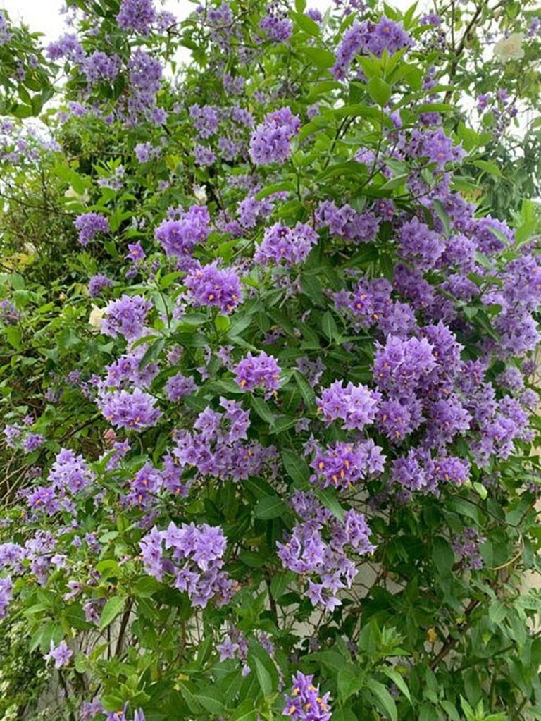 17 Charming Vines with Purple Flowers & Purple Flowering Climbers