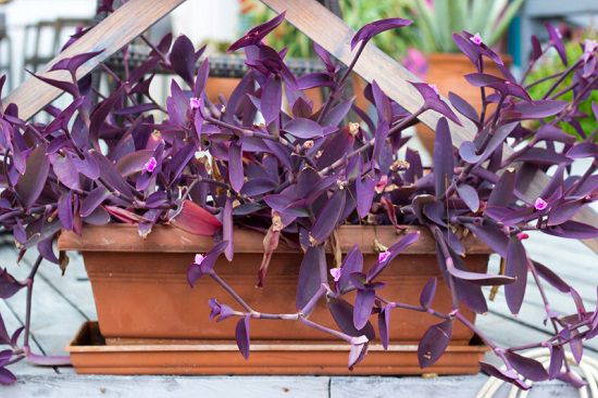 Stunning Varieties Of Wandering Jew Photos