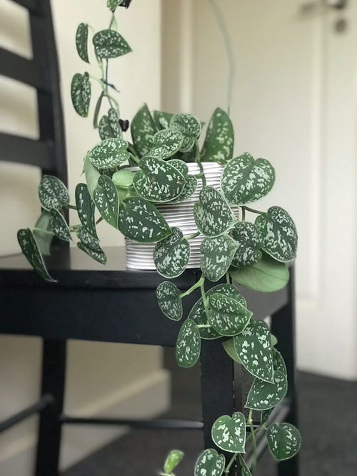 10 Gorgeous Scindapsus Varieties That Will Brighten Any Home