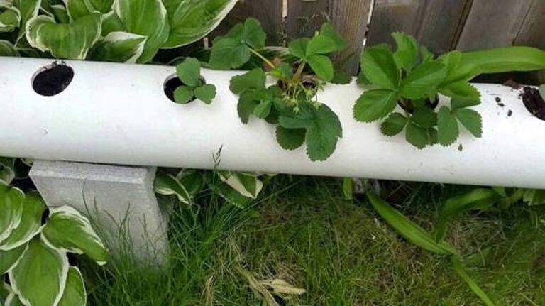 15 Stunning DIY PVC Pipe Planters for Your Dream Garden