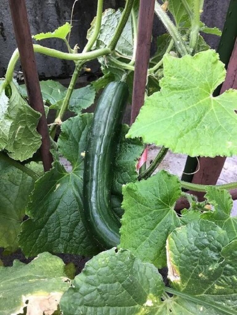 20 Delightful Mini Cucumber Varieties for Your Garden Delight