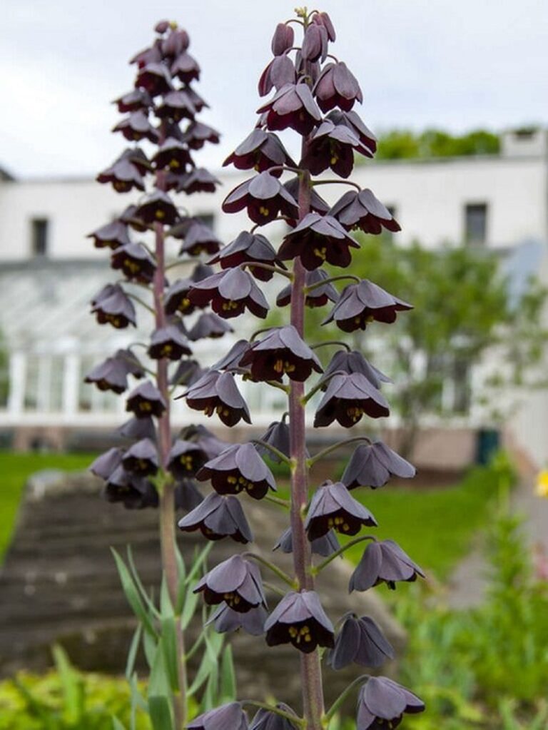 10 Hauntingly Beautiful Gothic Flowers for Garden Delight