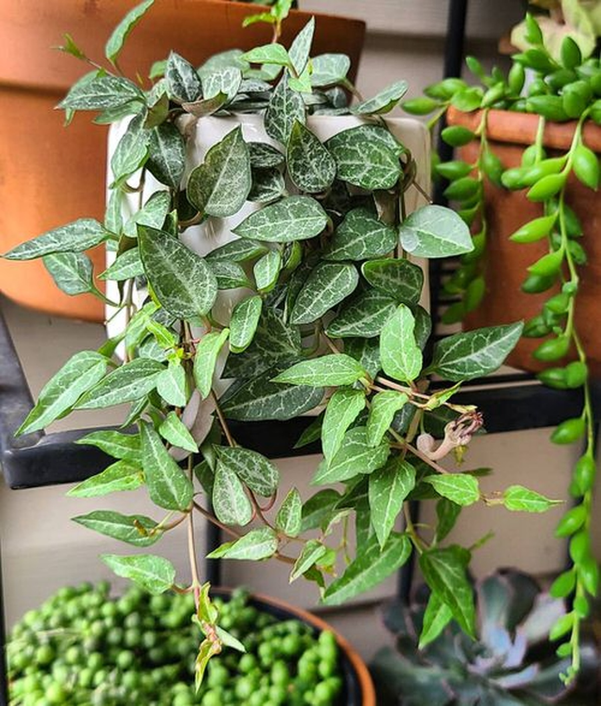 8 Stunning Types of String of Hearts Varieties to Adore