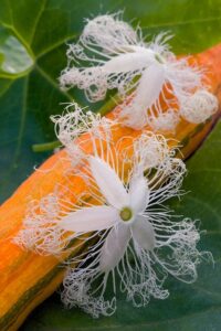 15 Surprising Ugly Flowers That Charm Every Garden Enthusiast