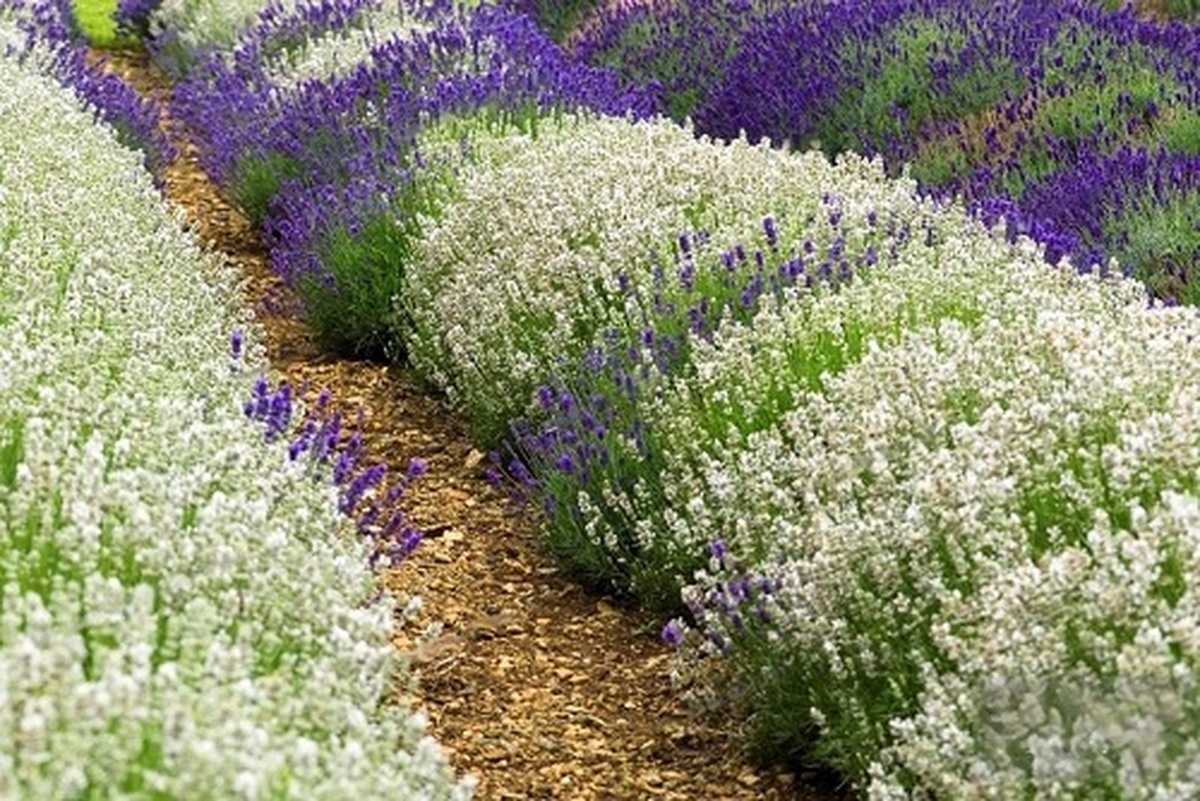 12 Stunning Lavender Perennials That Bloom Year After Year