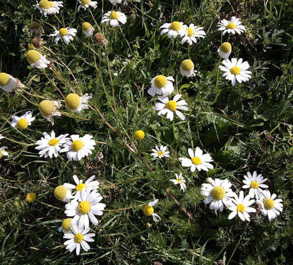 16 Beautiful German Flowers to Brighten Your Garden