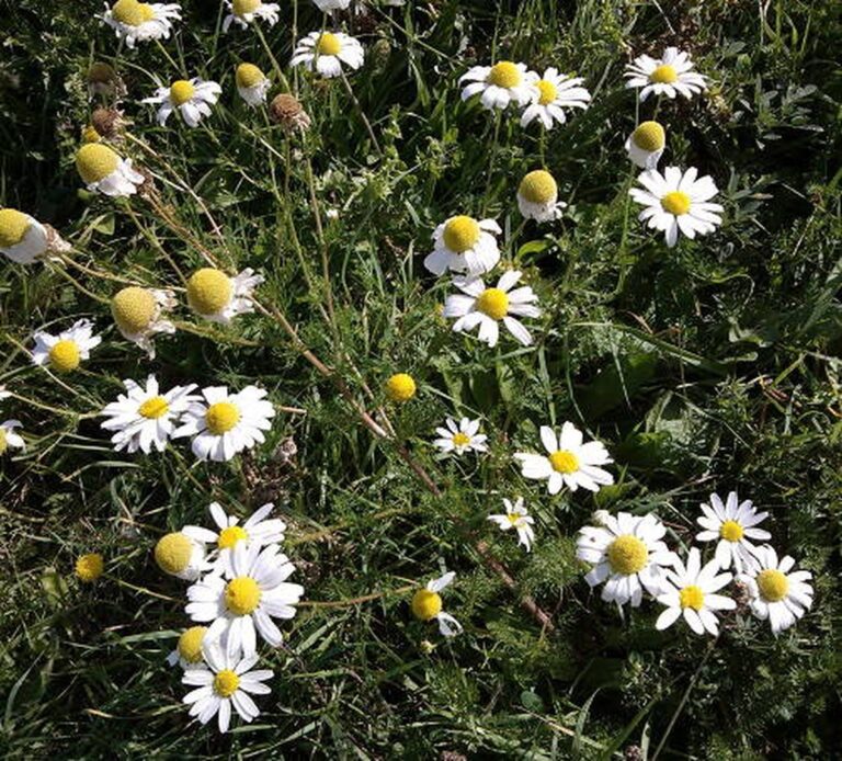 16 Beautiful German Flowers to Brighten Your Garden