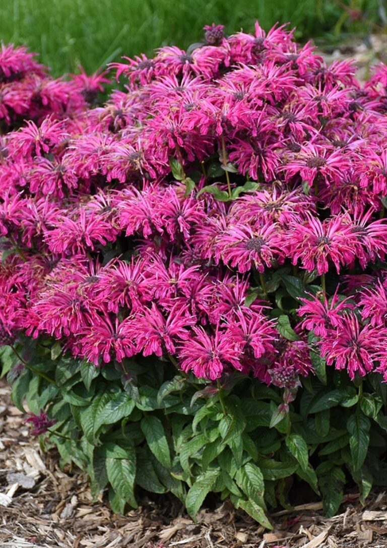 41 Stunning Magenta Flowers That Brighten Any Garden
