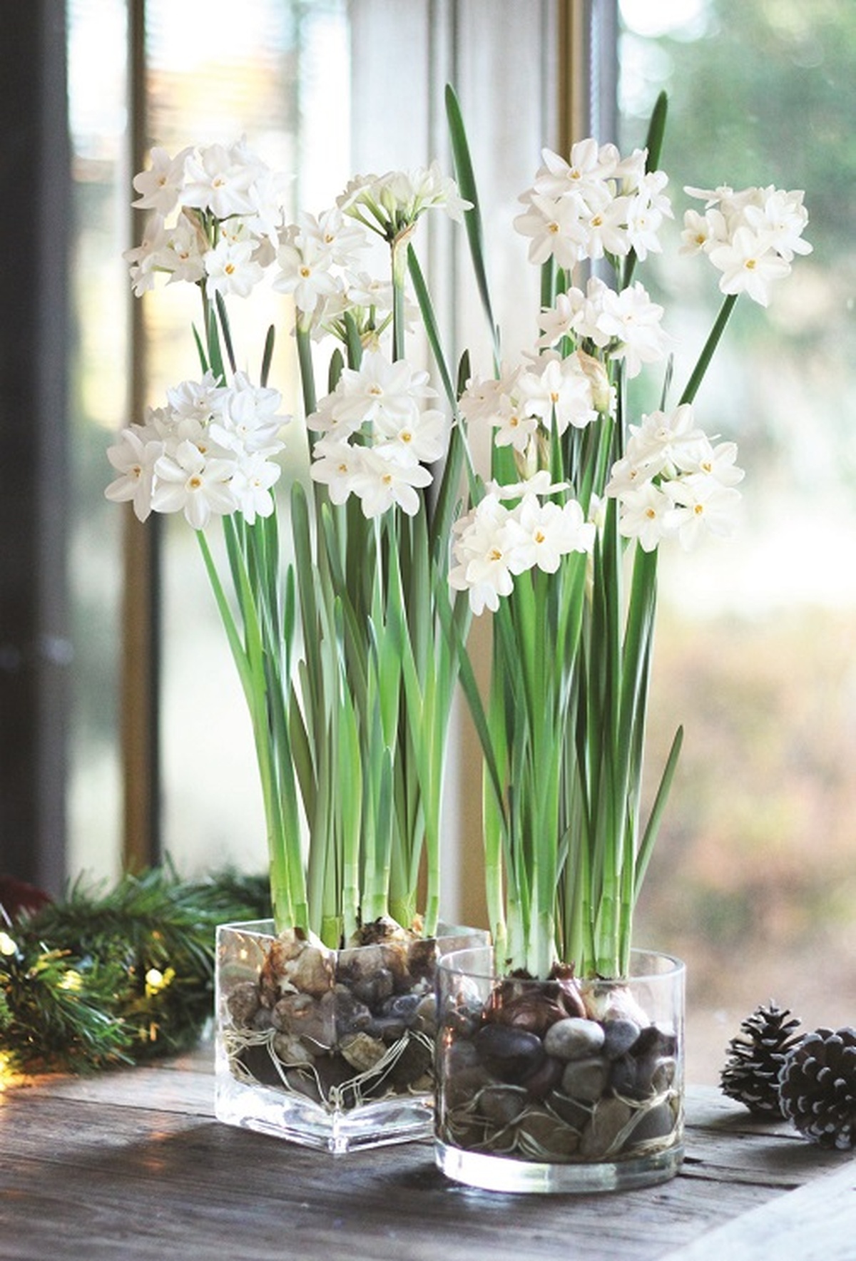 12 Charming Bulbs to Grow in Water: Easy Indoor Garden Magic