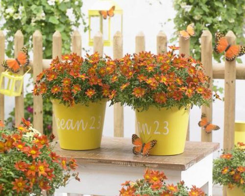 47 Stunning Flowers For Full Sun That Thrive In Blazing Heat