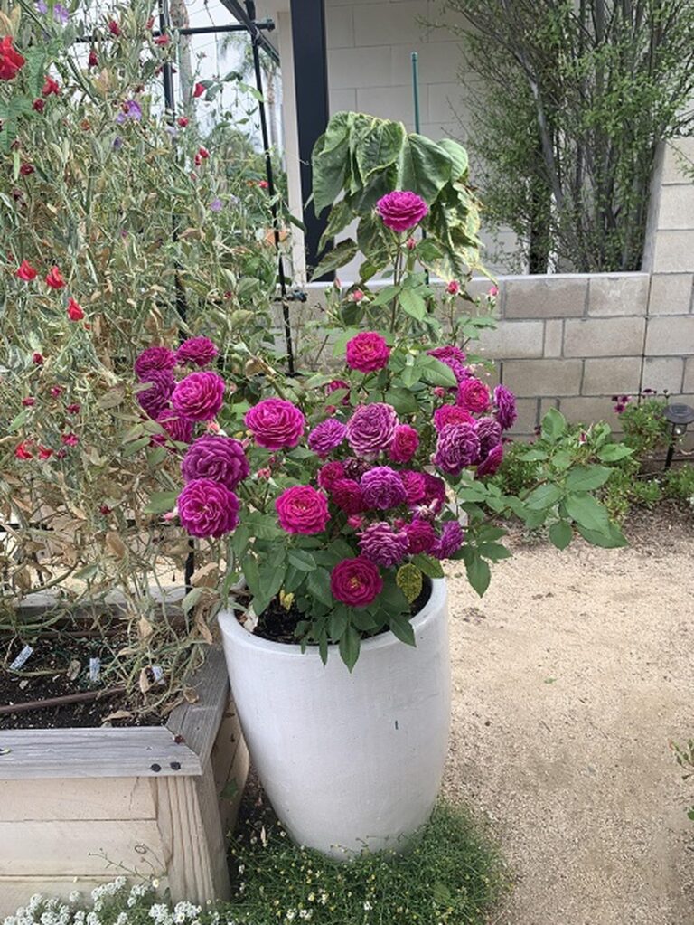 6 Common Problems With Roses in Pots and How to Fix Them