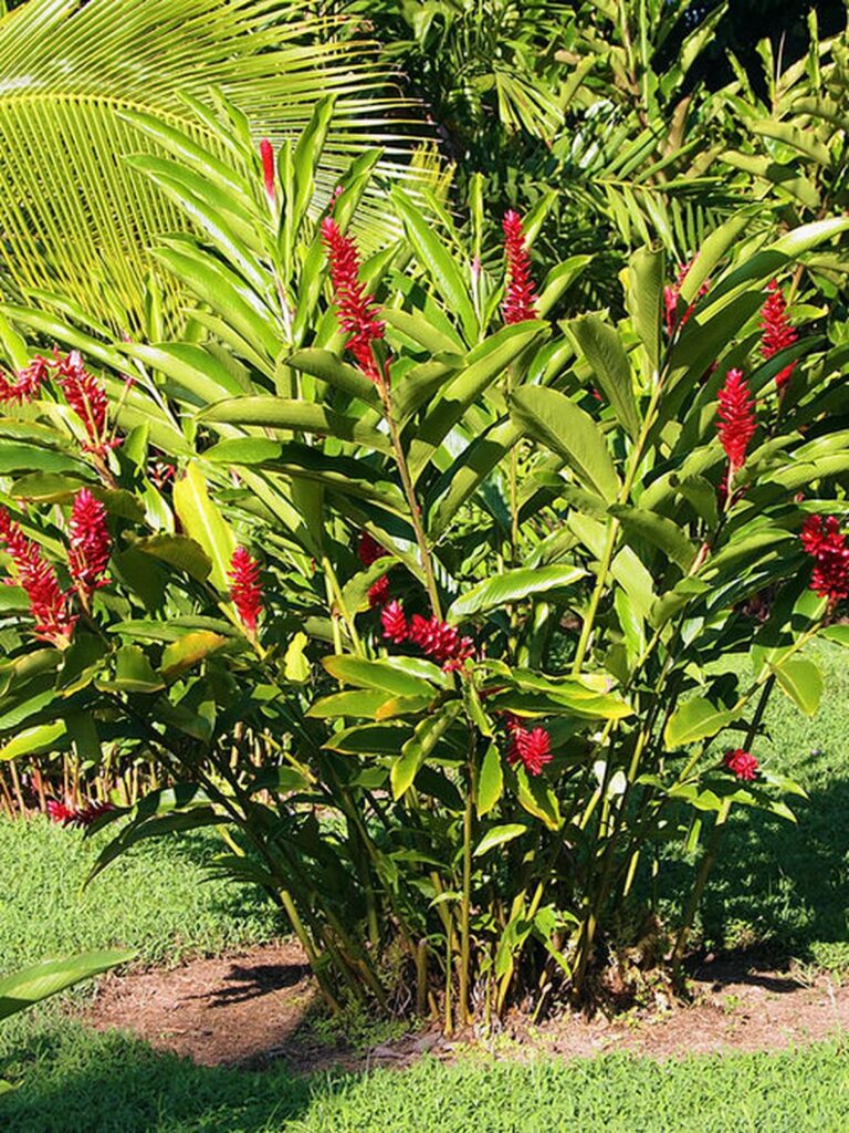 19 Gorgeous Types of Ginger Plants for Your Garden Paradise