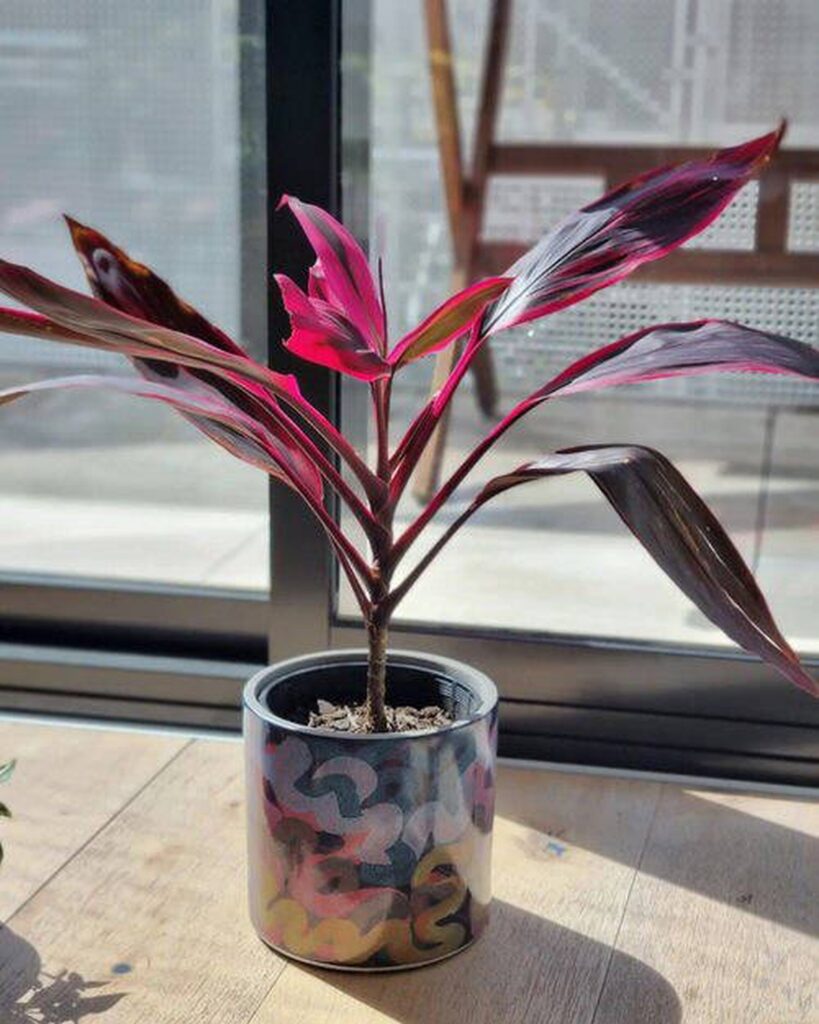18 Stunning Burgundy Houseplants to Brighten Your Space