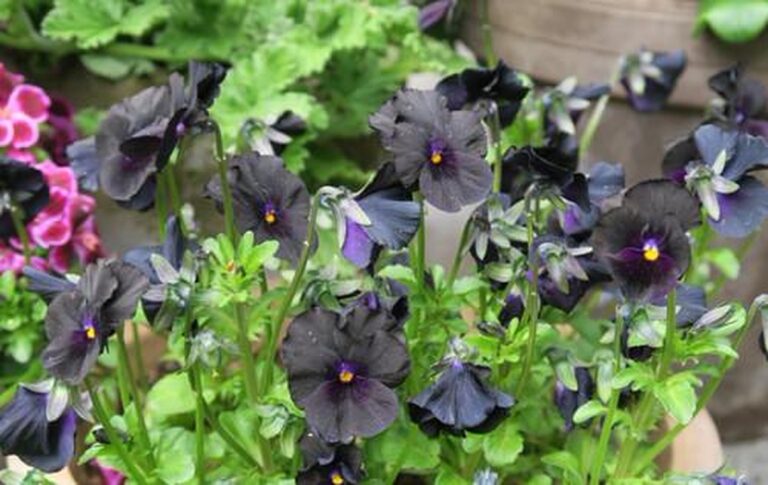56 Stunning Black Flowers and Plants for a Dramatic Garden