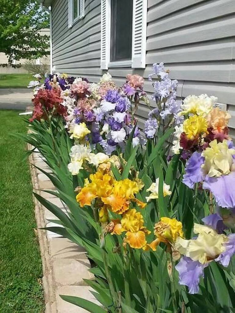 24 Stunning Iris Arrangement Ideas That Brighten Any Space