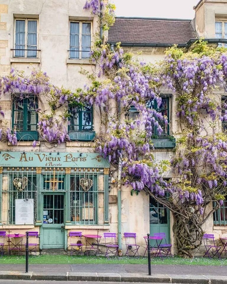 22 Beautiful French Flowers To Brighten Up Your Garden Today