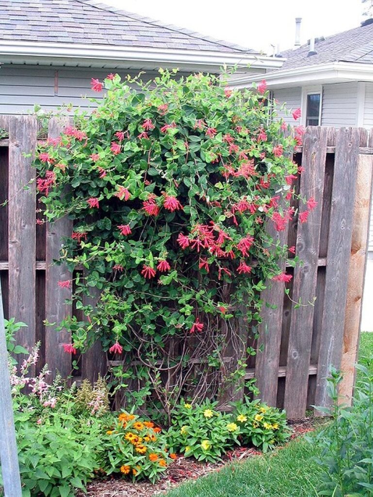 53 Gorgeous Flowering Vines and Climbers for Garden & Containers