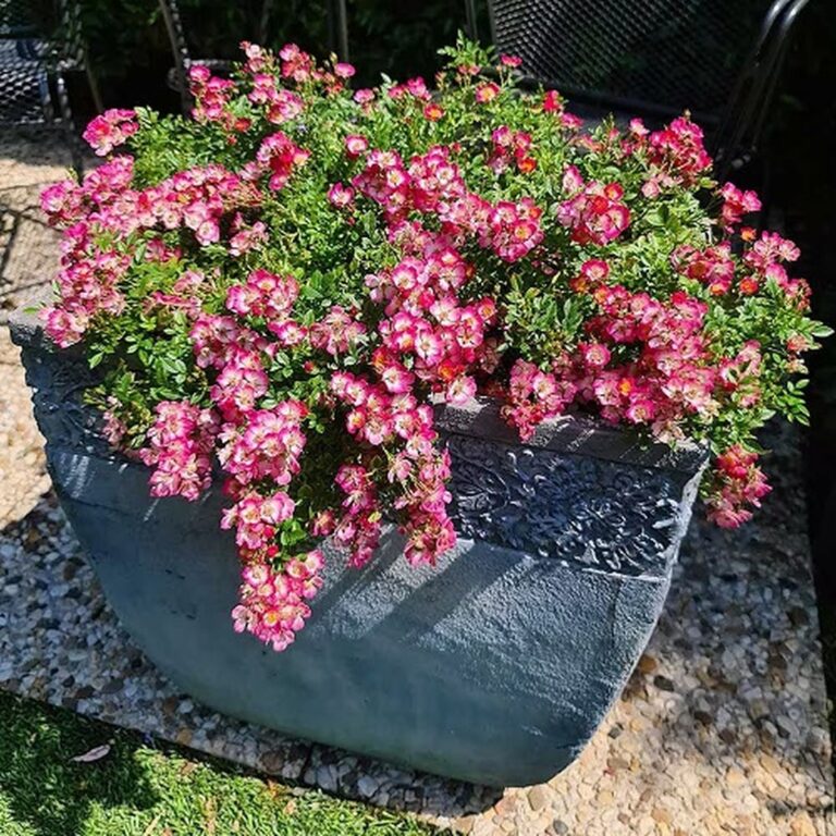 12 Adorable Smallest Rose Varieties for Containers to Know